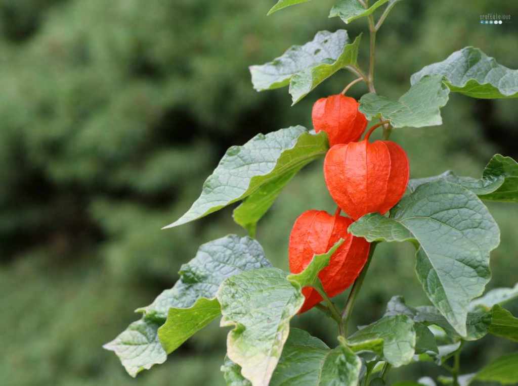 10 Weird Seeds I've discovered on a fall walk in the park – craftaliciousme